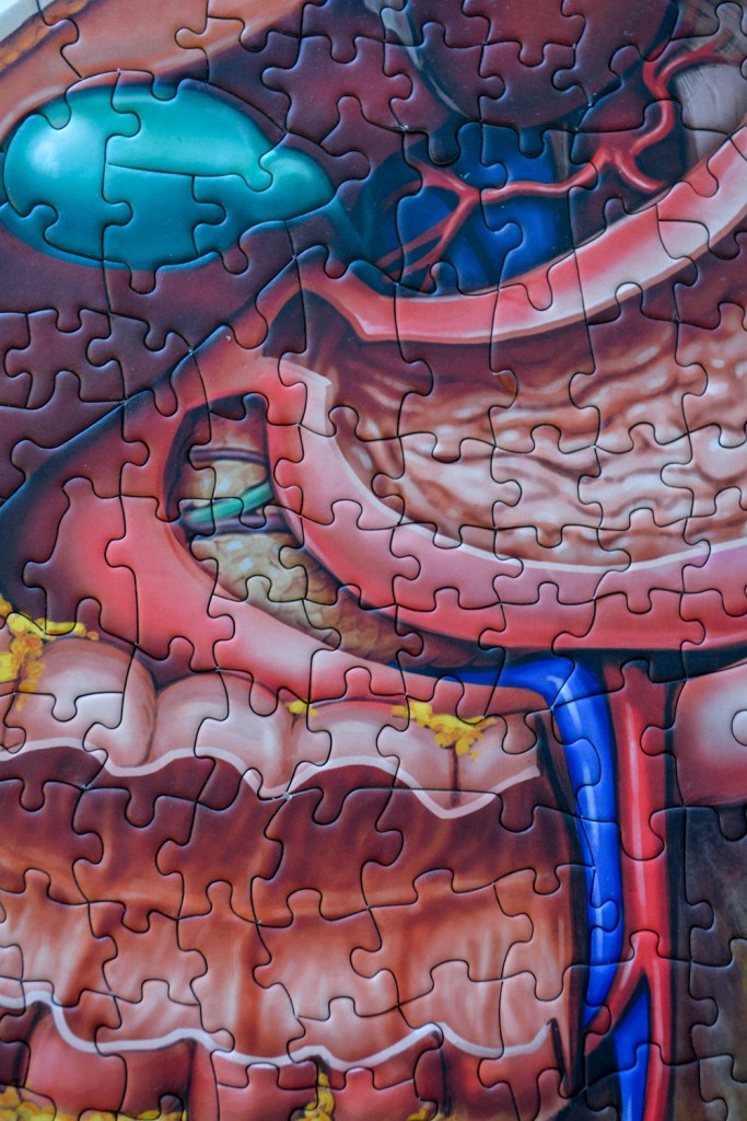 Dr. Livingston’s Anatomy Jigsaw Puzzle Review – the Human Abdomen – The ...