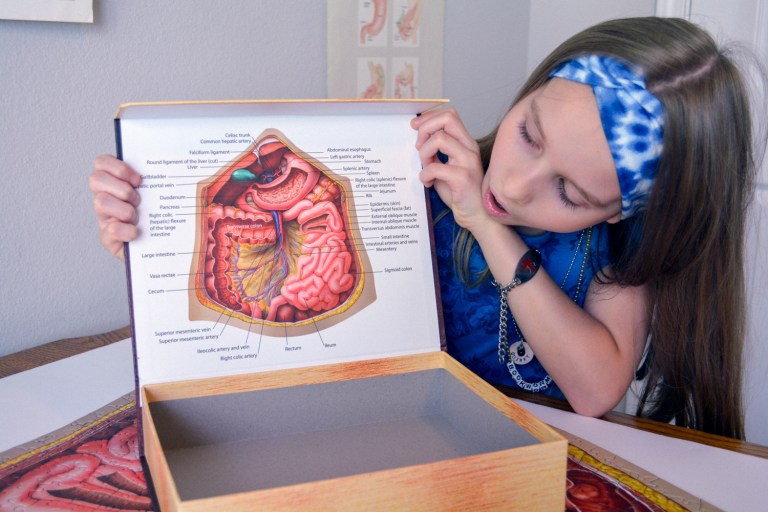 Dr. Livingston’s Anatomy Jigsaw Puzzle Review – the Human Abdomen – The ...