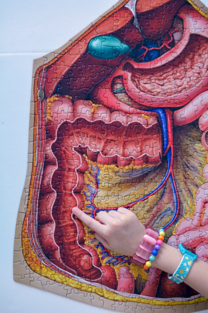 Dr. Livingston’s Anatomy Jigsaw Puzzle Review – the Human Abdomen – The ...