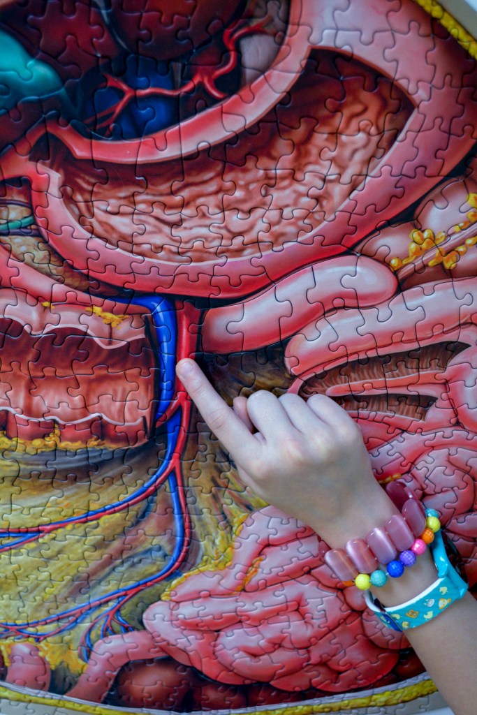 Dr. Livingston’s Anatomy Jigsaw Puzzle Review – the Human Abdomen – The ...